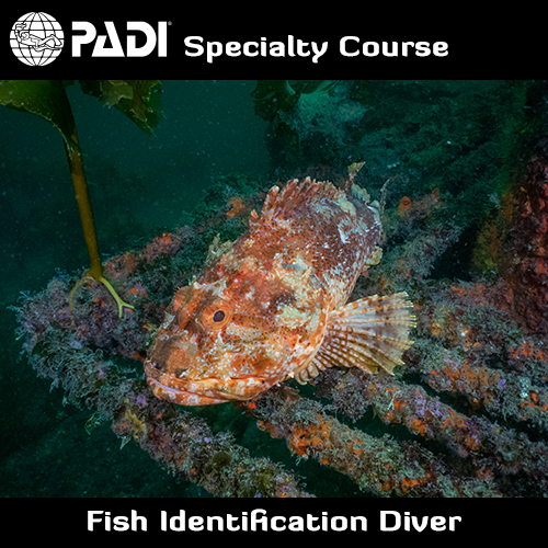 PADI Fish Identification Diver Speciality – iDive.co.nz